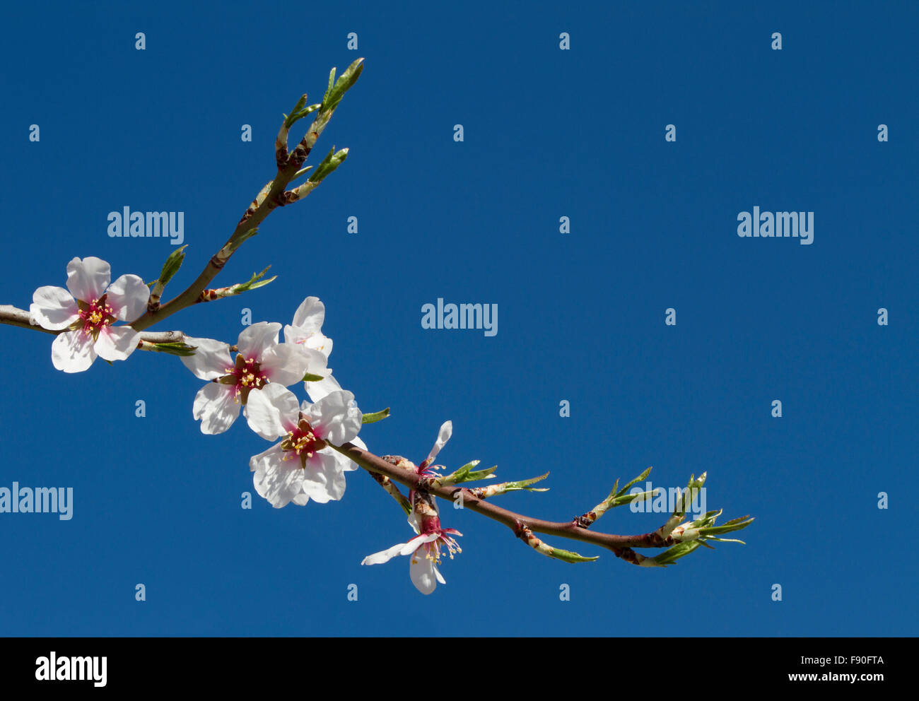 Japanese almond tree hi-res stock photography and images - Alamy