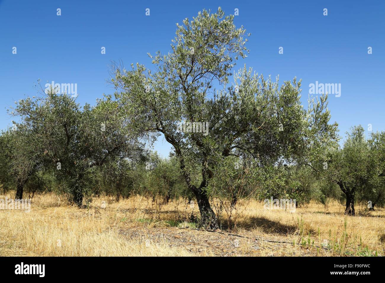 Olive trees garden agricultural farm hi-res stock photography and ...