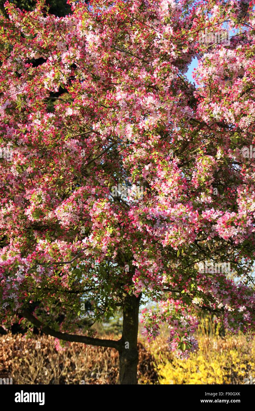 Pink flowering apple tree hi-res stock photography and images - Alamy