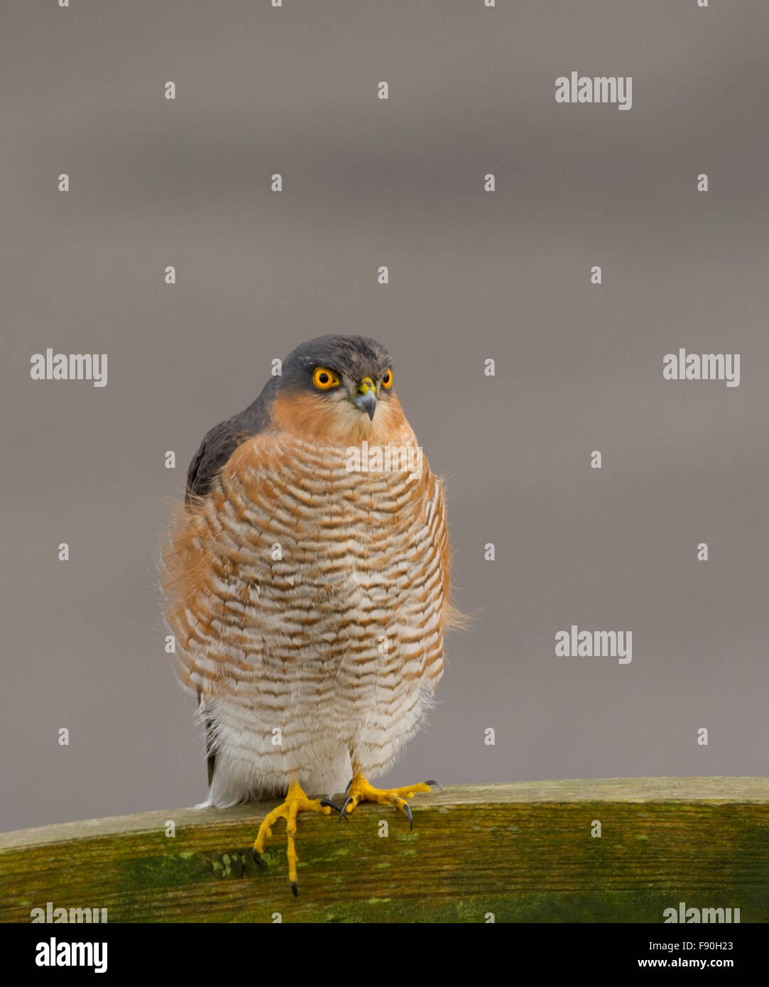 Blue male sparrow hawk hi-res stock photography and images - Alamy