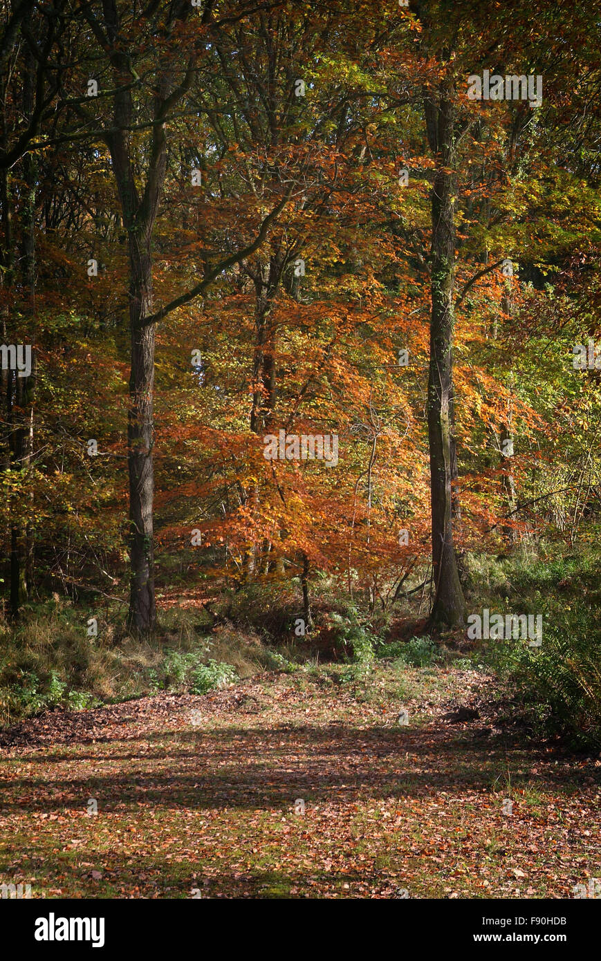 Forest Of Dean Autumn High Resolution Stock Photography and Images - Alamy