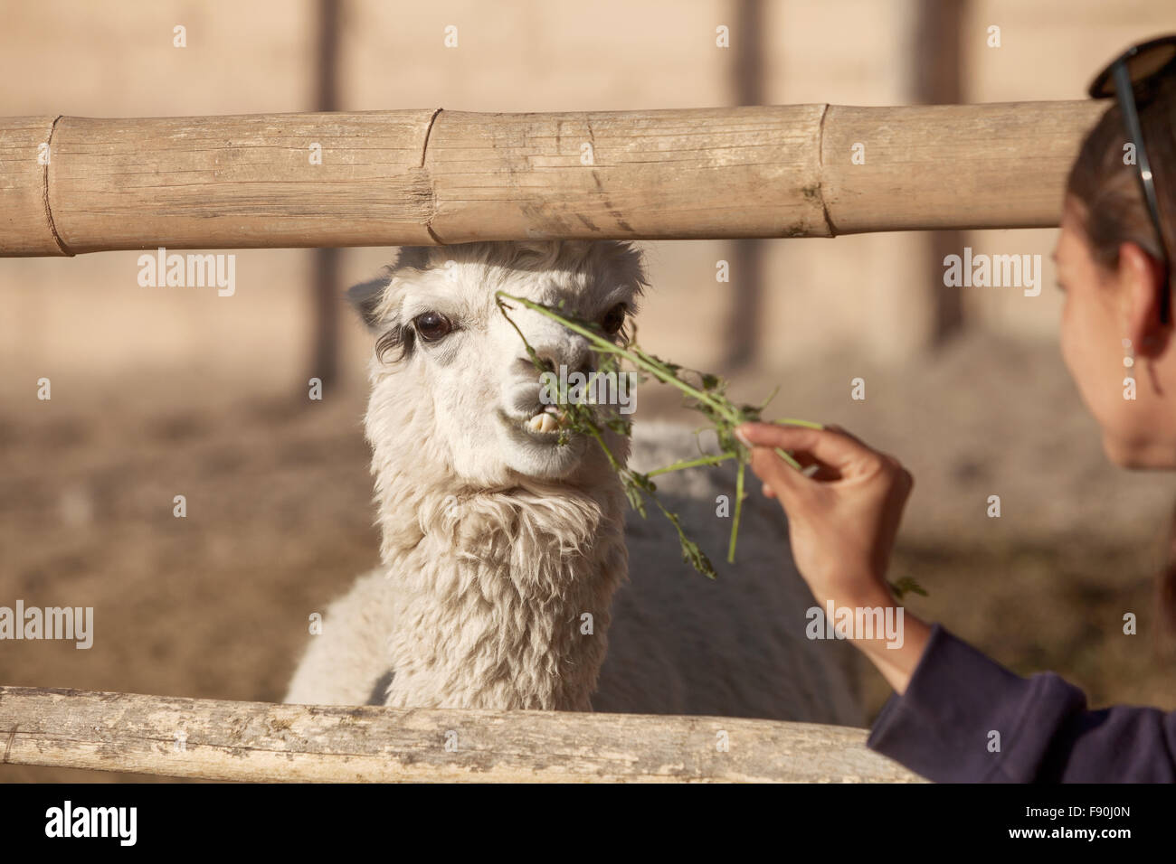 Young smiling woman feeding lama in safari park Stock Photo - Alamy