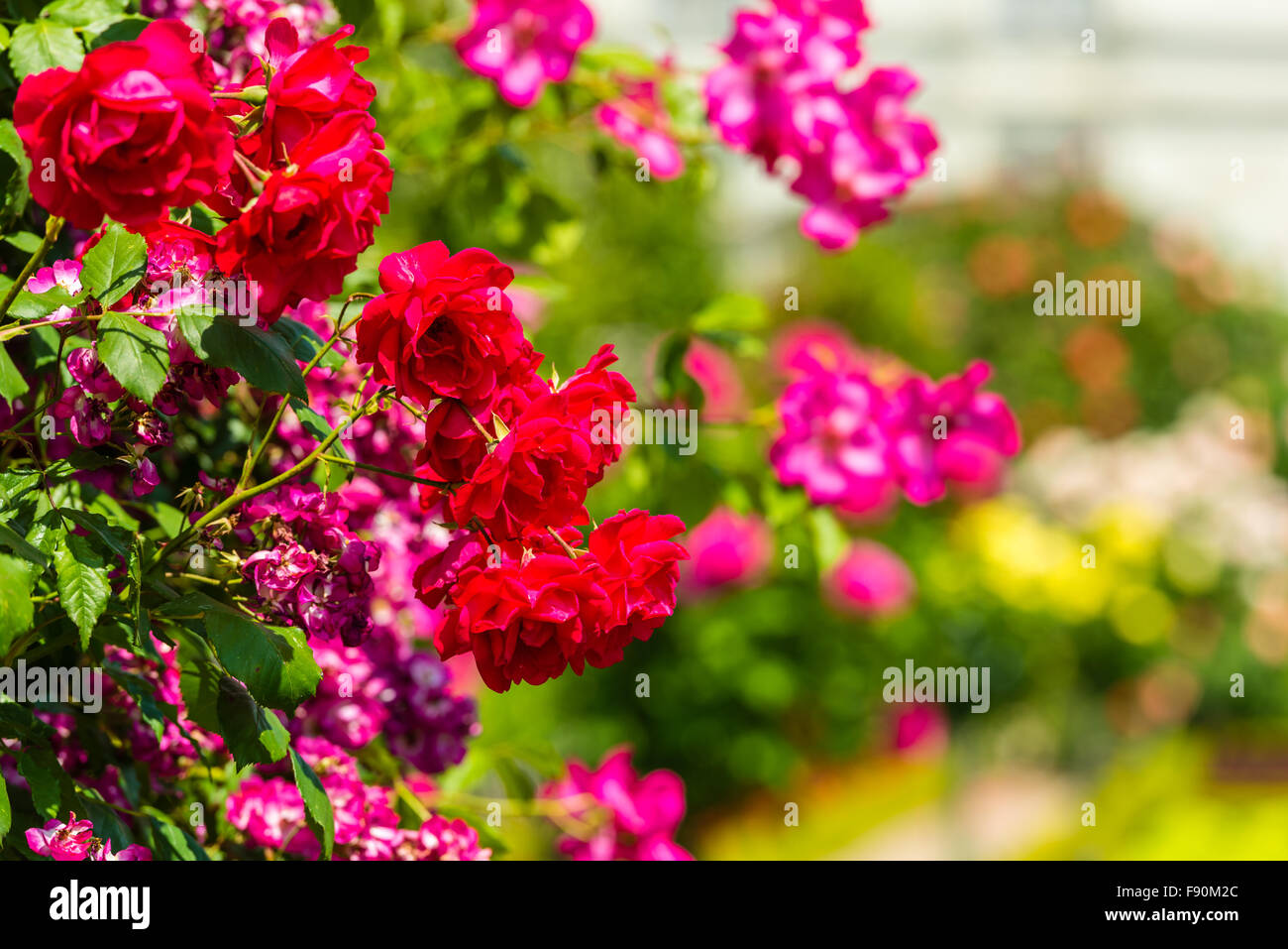Beautiful bush in yard hi-res stock photography and images - Alamy