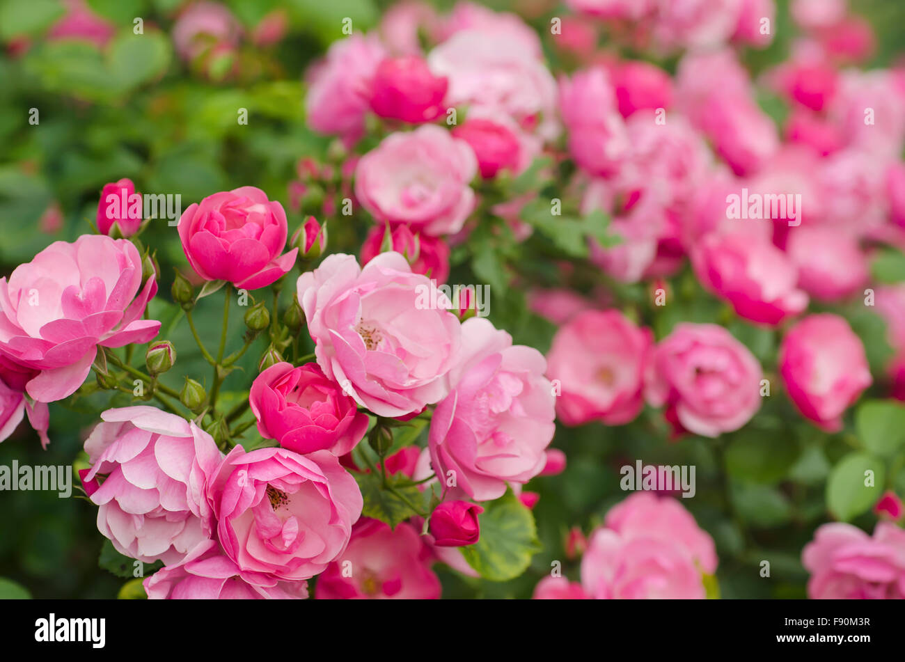 Pink rose flower Stock Photo - Alamy