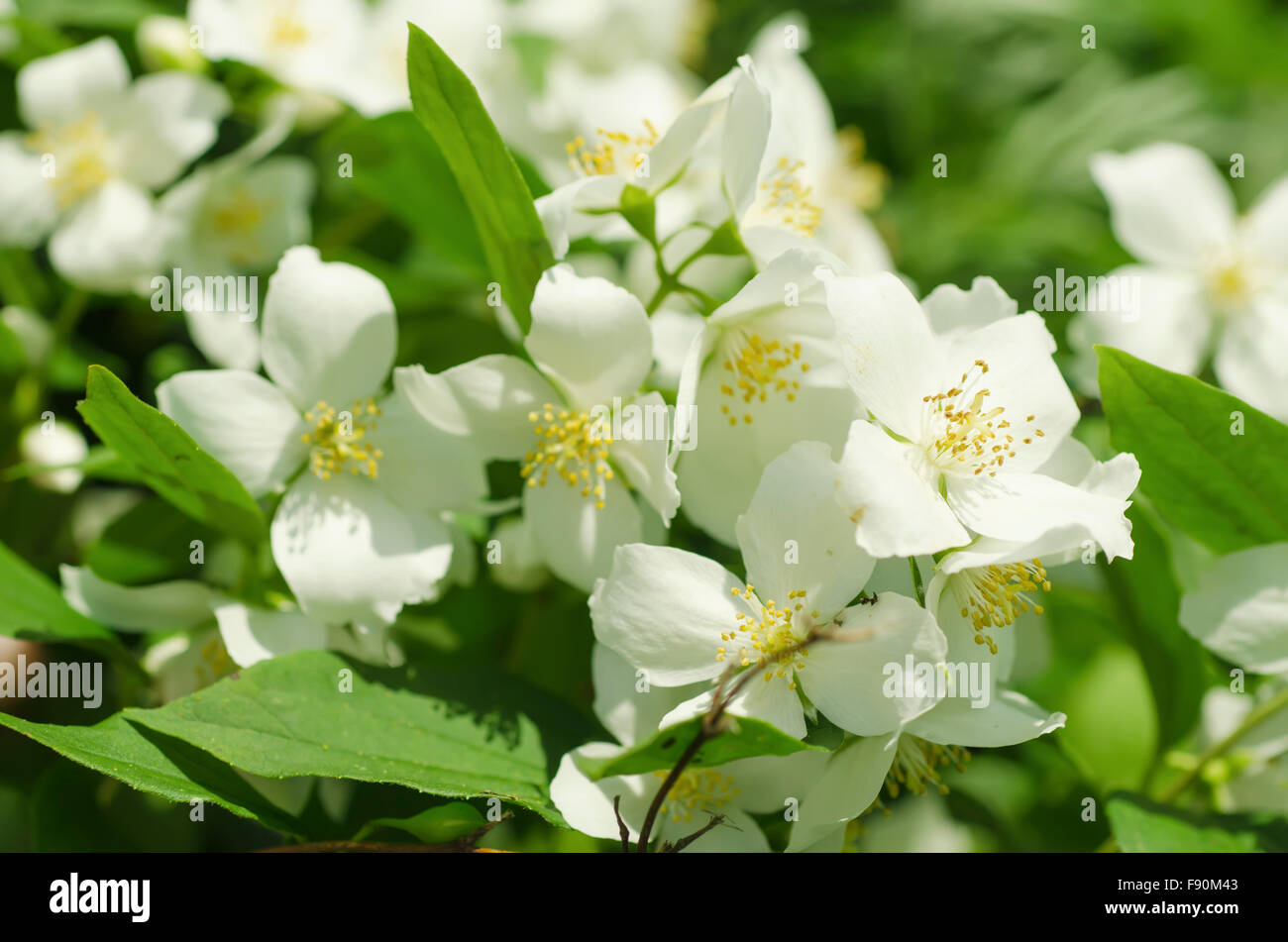 Jasmine flower in garden Stock Photo - Alamy