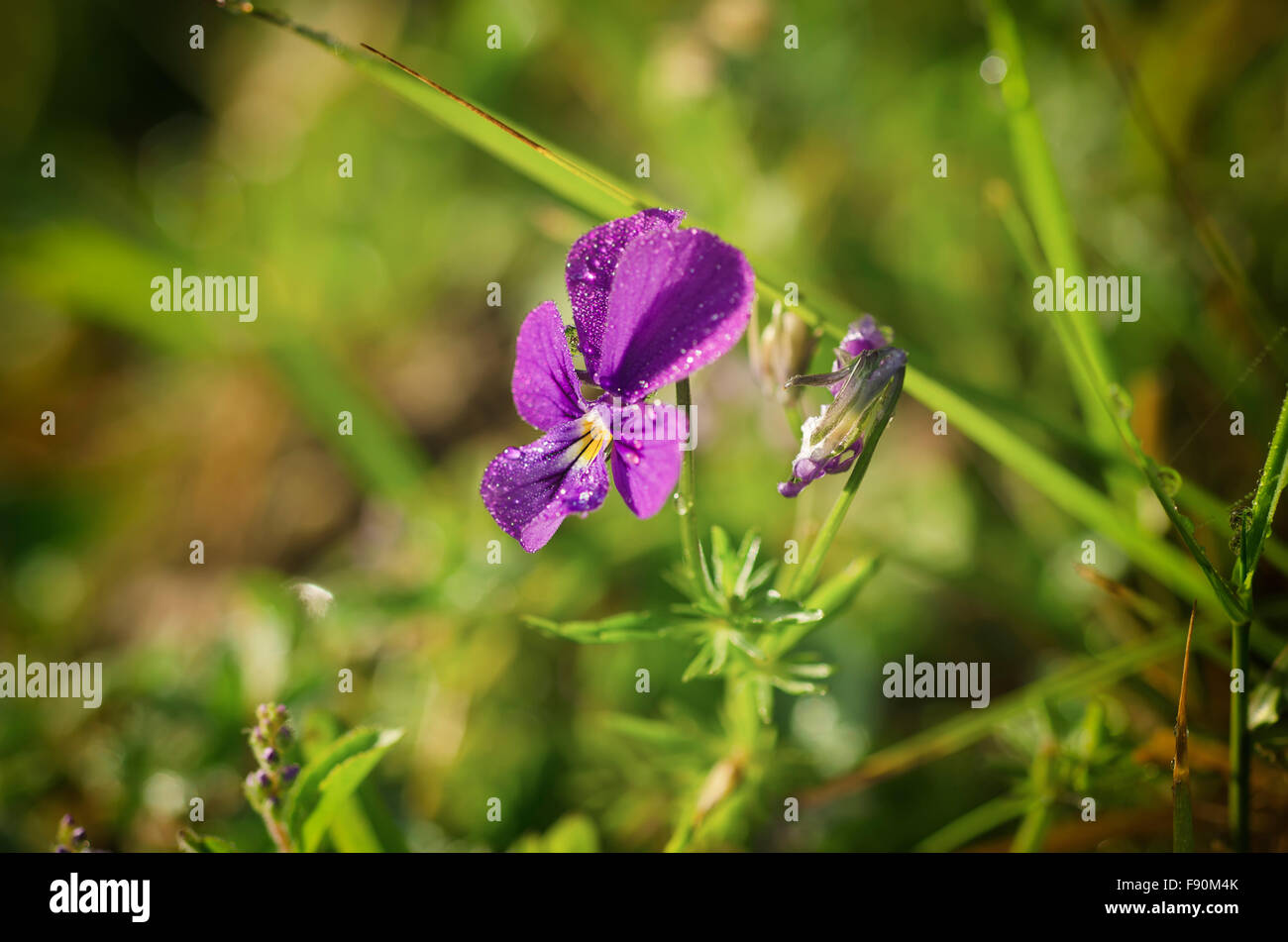 Violet wild pansy Stock Photo - Alamy