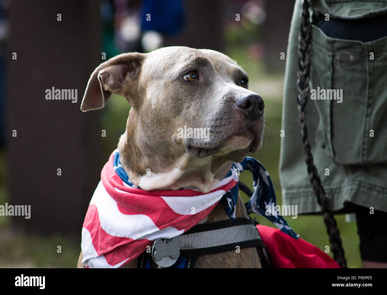 Patriotic pet dog hi-res stock photography and images - Alamy