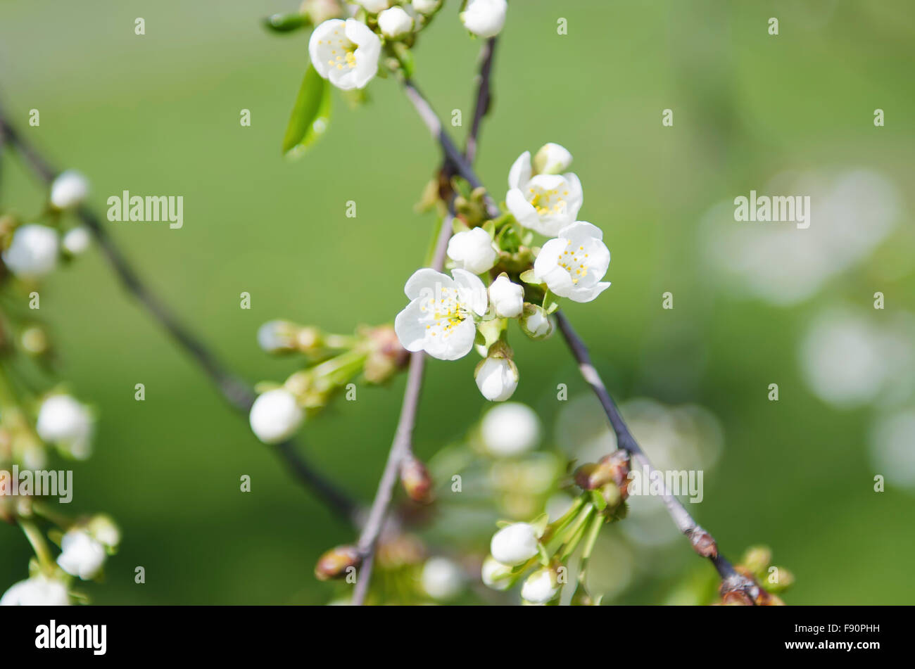 Cherry tree flowers Stock Photo - Alamy