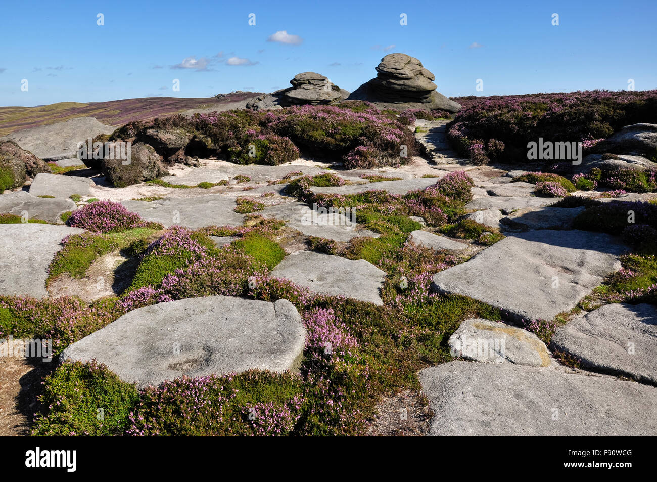 Gritstone rocks and flowering heather on Derwent edge in the Peak ...