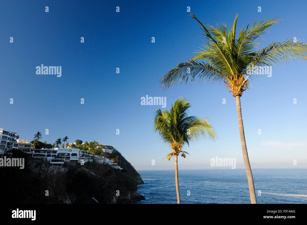 Coconut tree, Acapulco, Mexico Stock Photo - Alamy