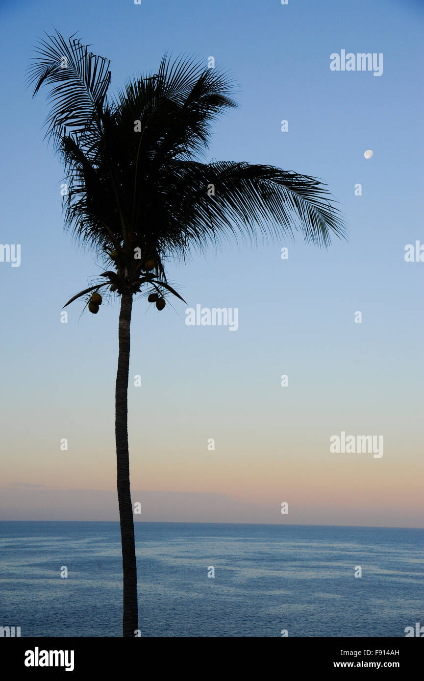 Coconut tree, Acapulco, Mexico Stock Photo - Alamy