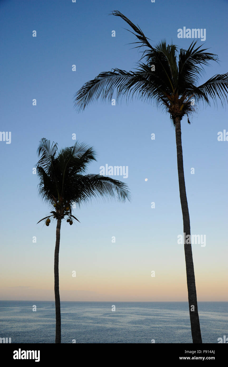 Coconut tree, Acapulco, Mexico Stock Photo - Alamy