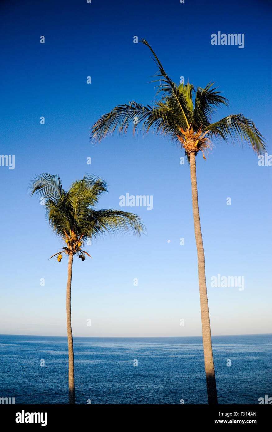 Coconut tree, Acapulco, Mexico Stock Photo - Alamy