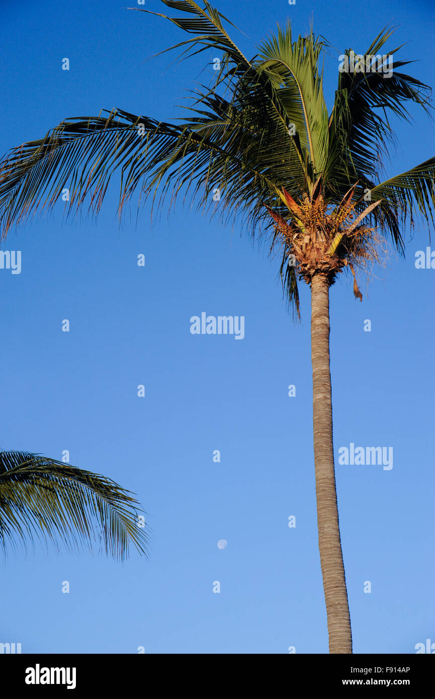 Coconut tree, Acapulco, Mexico Stock Photo - Alamy