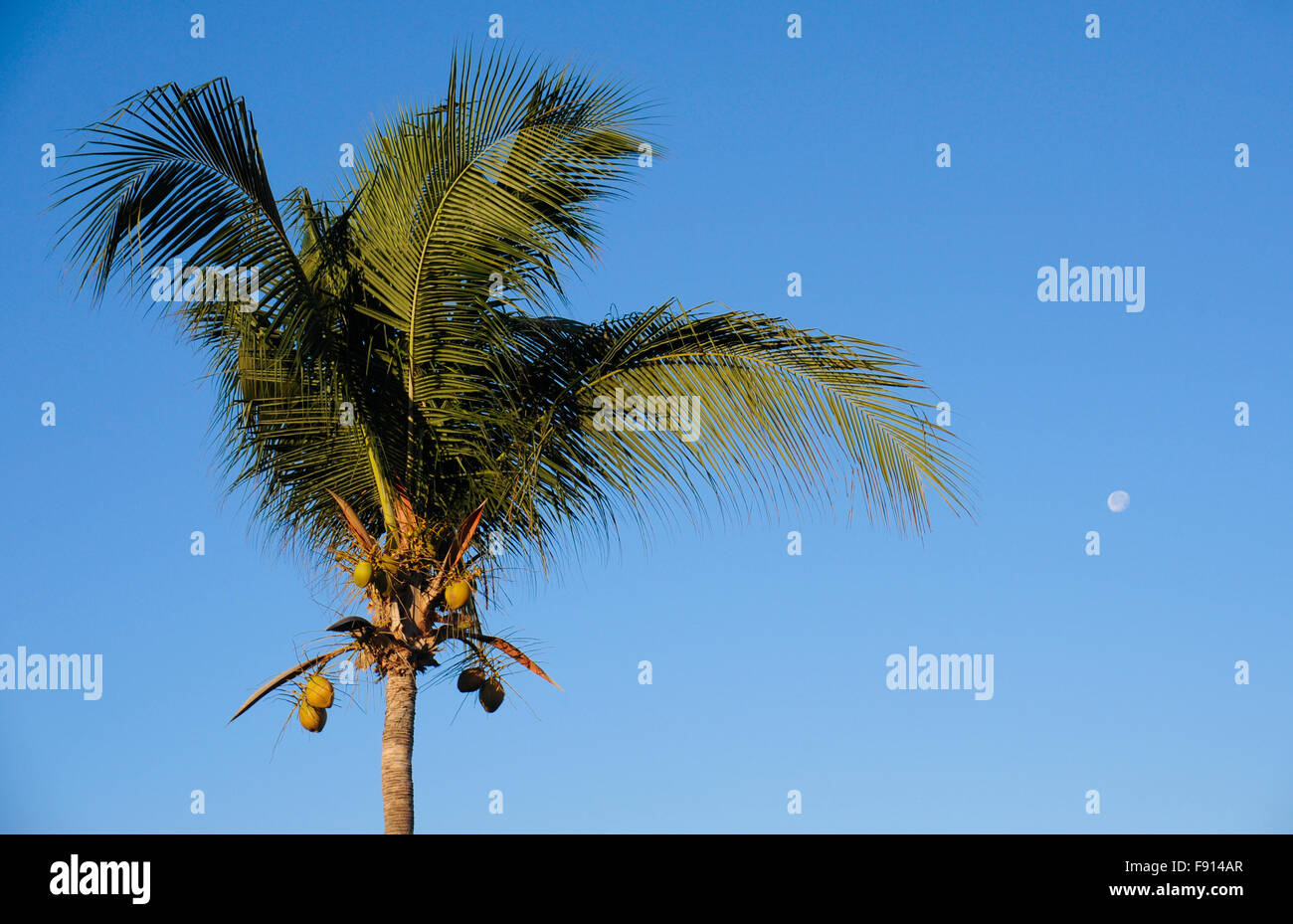 Coconut tree, Acapulco, Mexico Stock Photo - Alamy