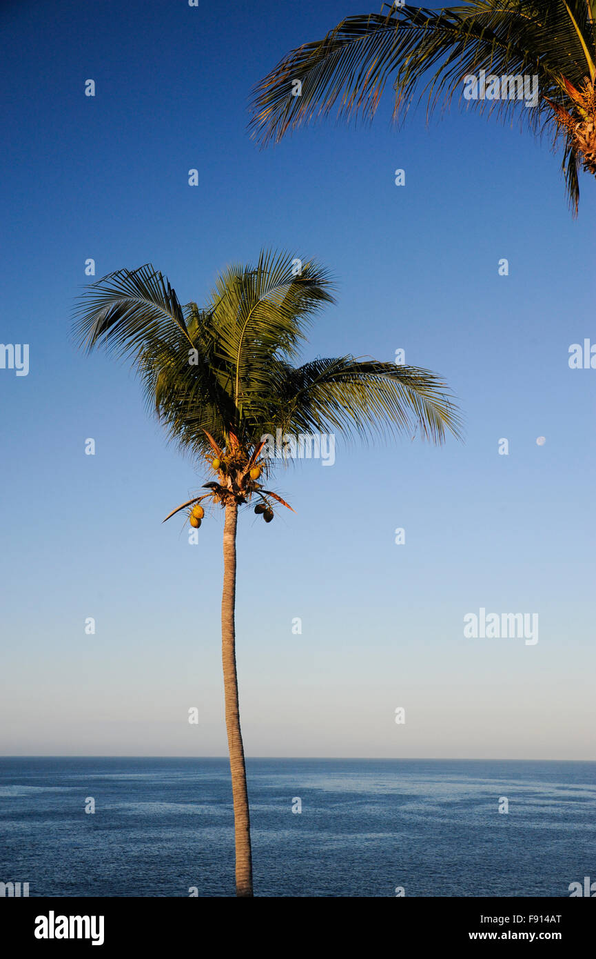 Coconut tree, Acapulco, Mexico Stock Photo - Alamy
