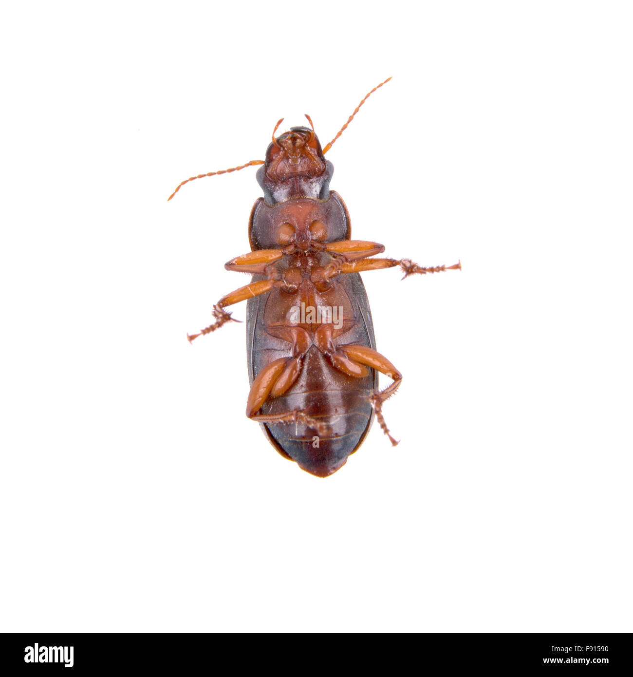 Brown bug isolated on a white background Stock Photo - Alamy