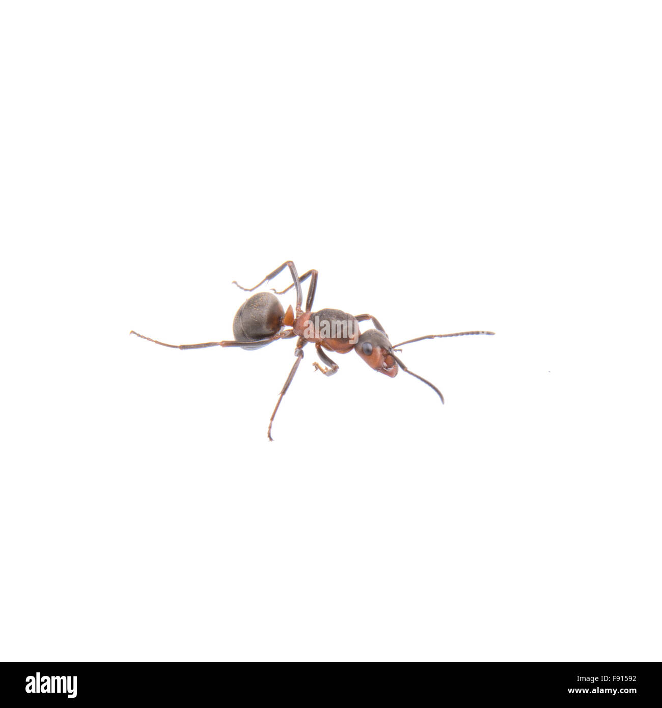 Brown ant isolated on a white background Stock Photo - Alamy