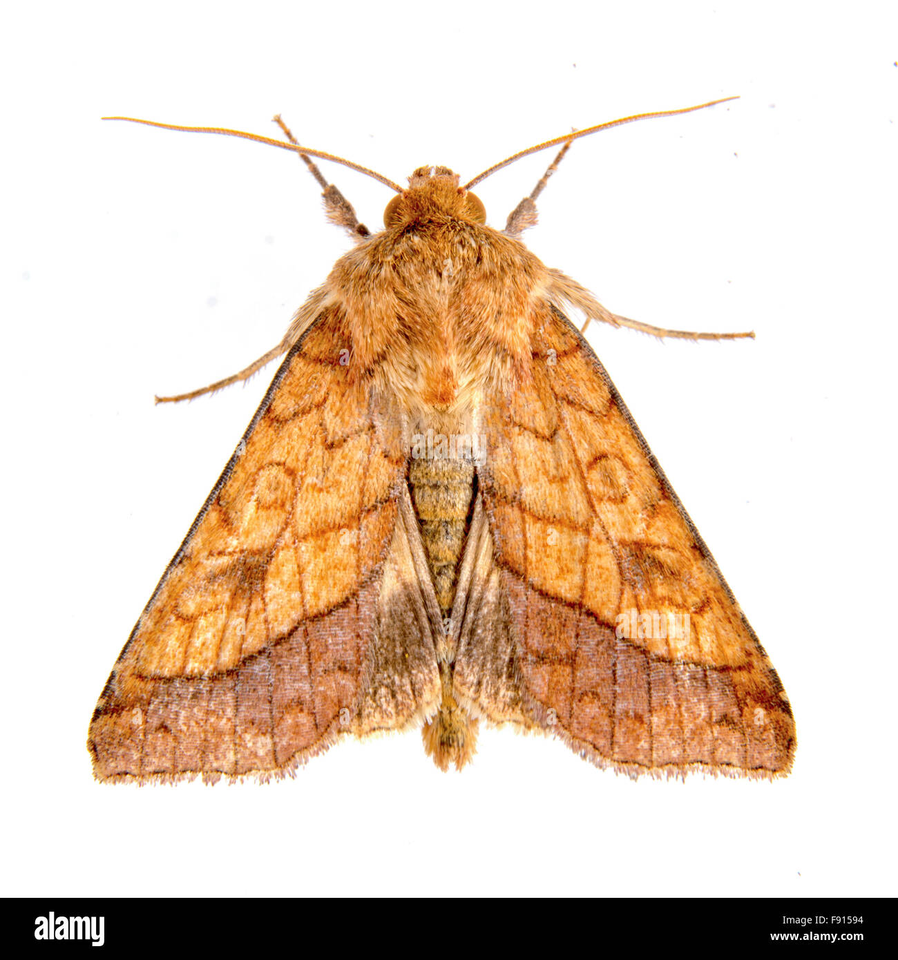 Brown moth isolated on a white background Stock Photo - Alamy