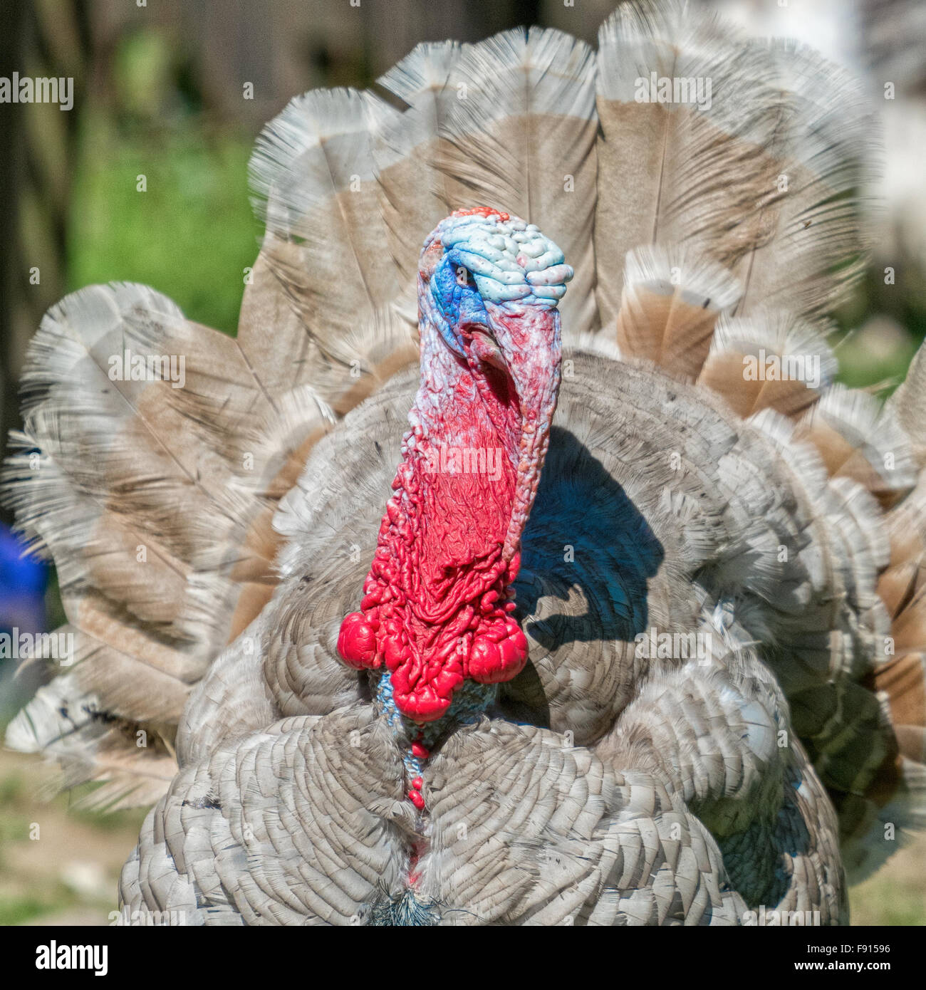 Eastern tom turkey hi-res stock photography and images - Alamy