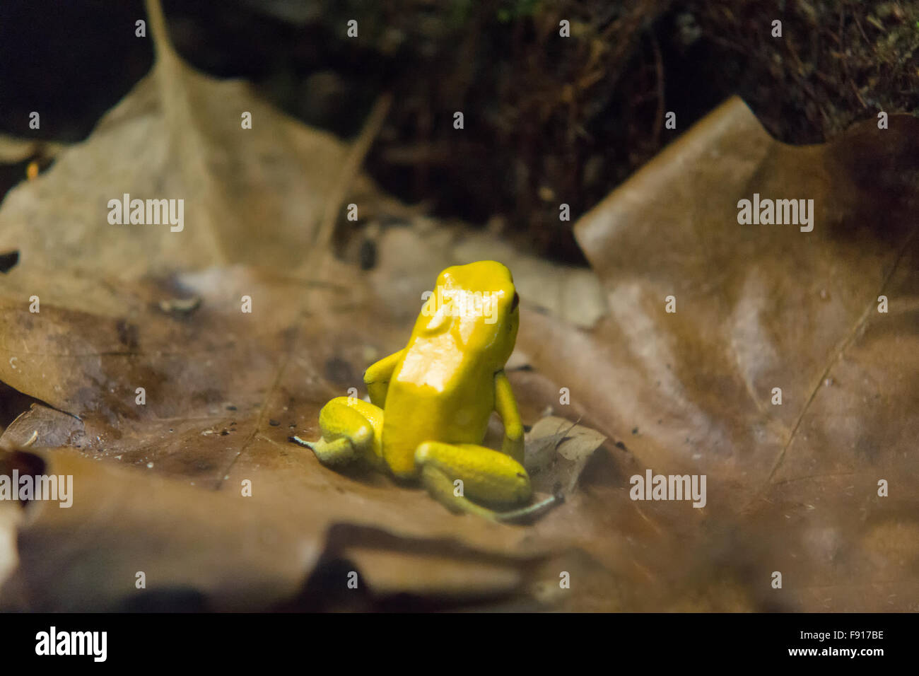Beautiful frog hi-res stock photography and images - Alamy