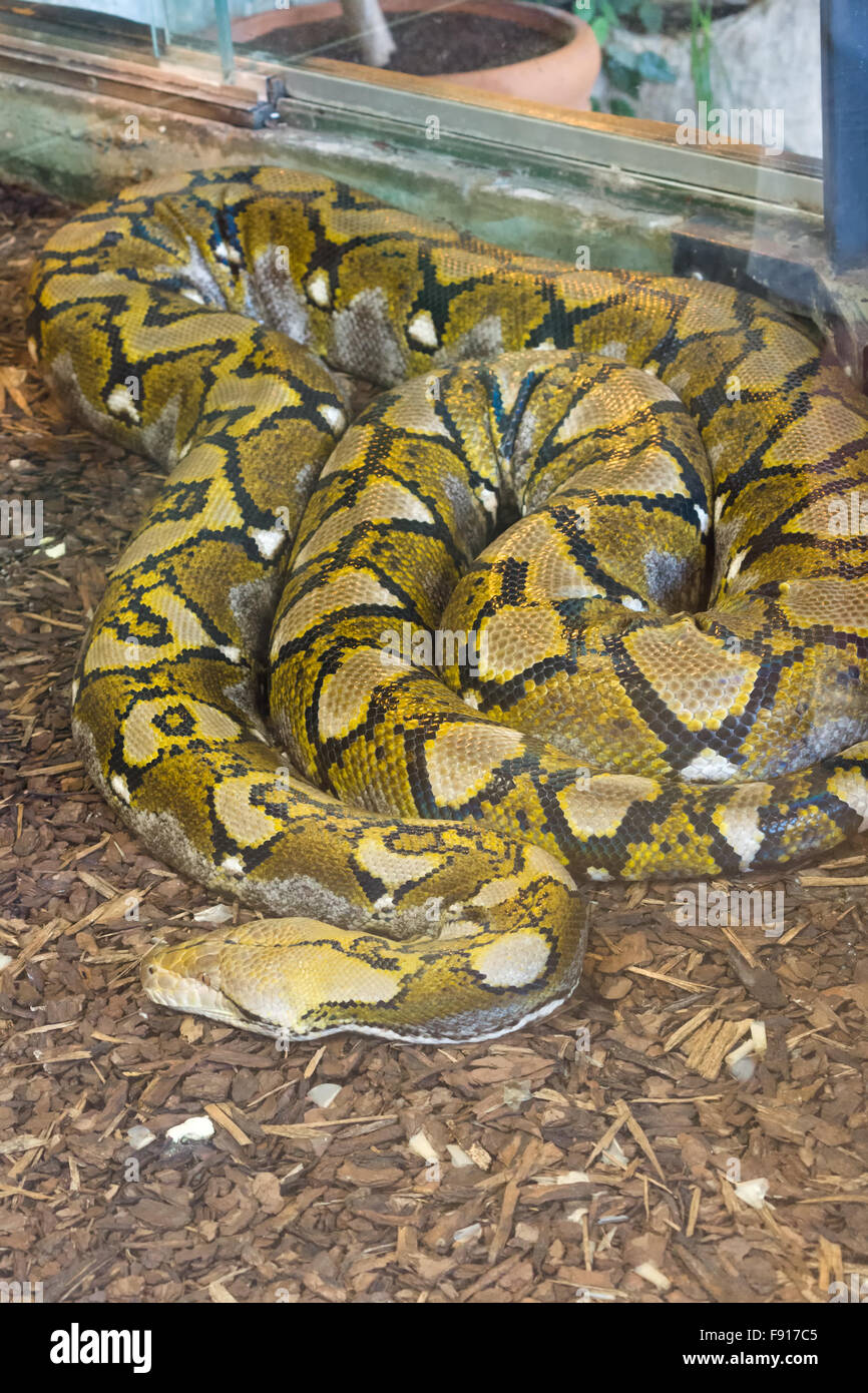 the long spotty boa hid waiting for the victim Stock Photo - Alamy