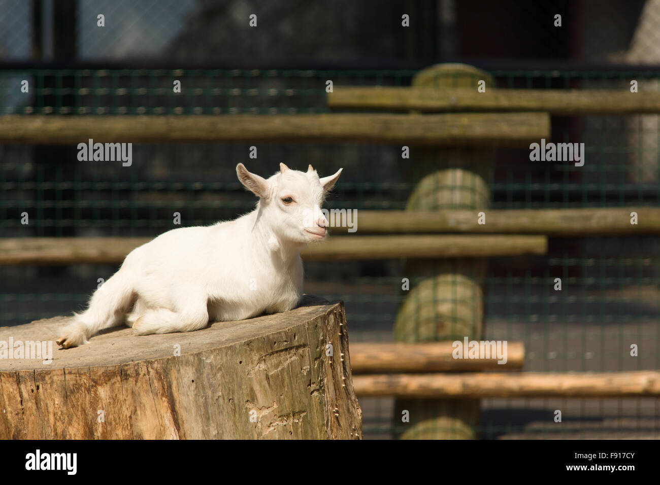 Small goat hi-res stock photography and images - Alamy