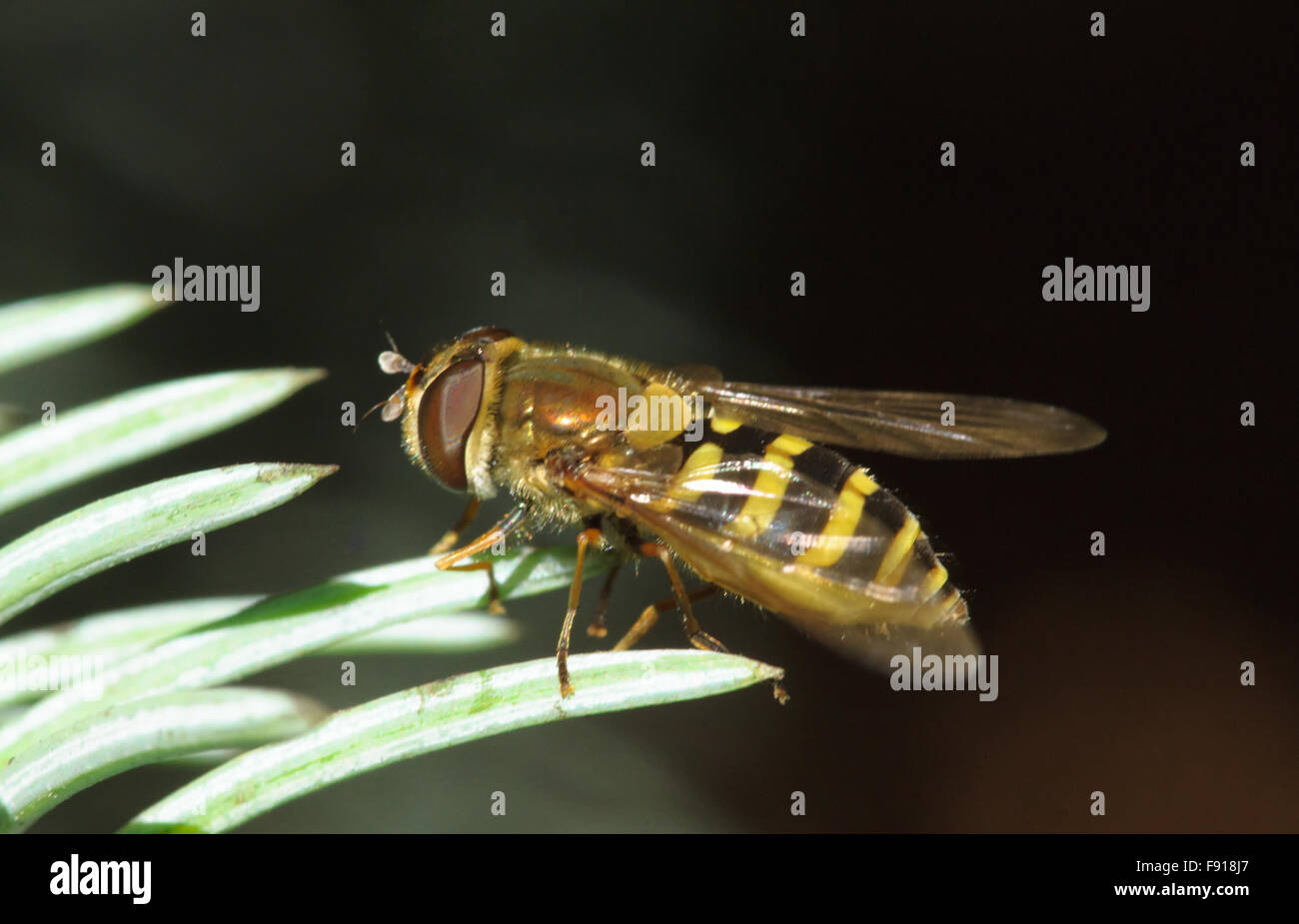 big striped fly who masks under a wasp Stock Photo - Alamy