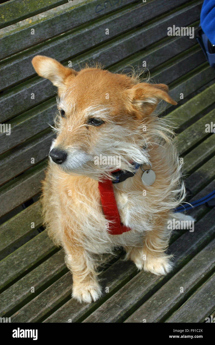Dog on a bench Stock Photo - Alamy