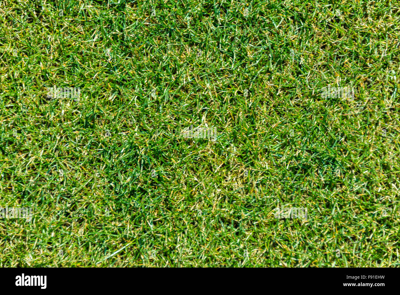 Close up of green grass for your background Stock Photo - Alamy