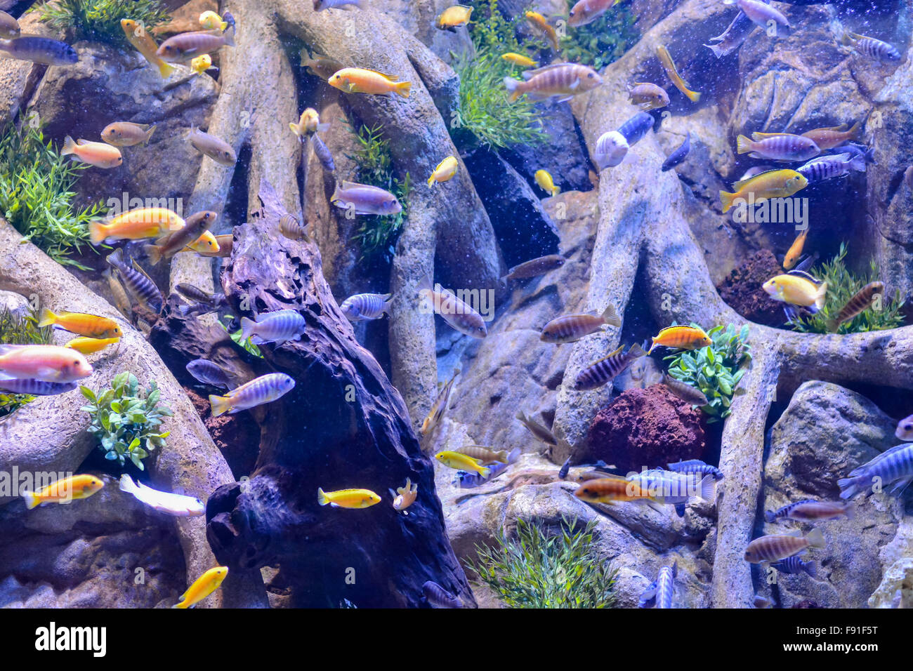 Fish in Aquarium Stock Photo - Alamy