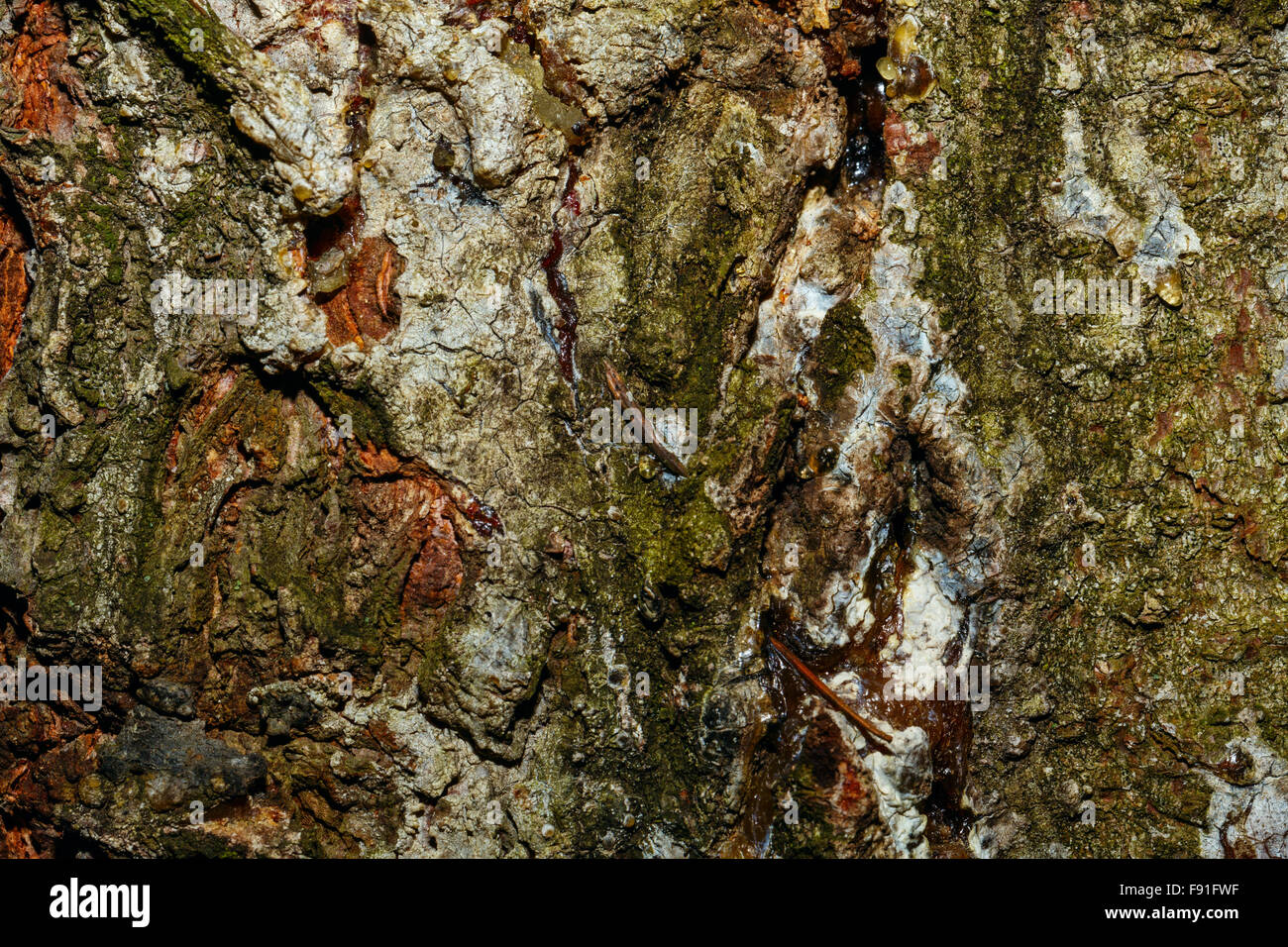 Poplar bark background. Untreated wood. Grungy texture Stock Photo - Alamy