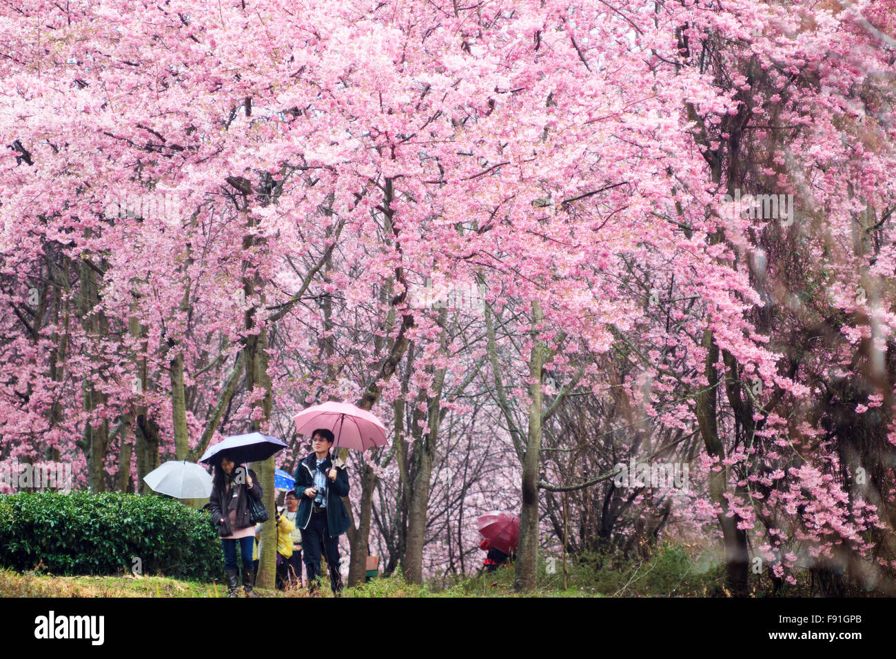 Nantou, Taiwan - February 21, 2012: Wuling Farm cherry blossom season ...