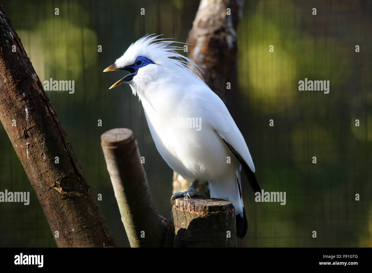 Bali myna (Leucopsar rothschildi Stock Photo - Alamy