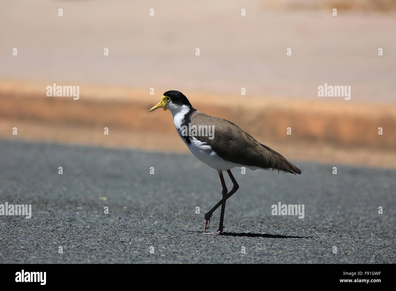 Masked Lapwing, Vanellus miles Stock Photo - Alamy