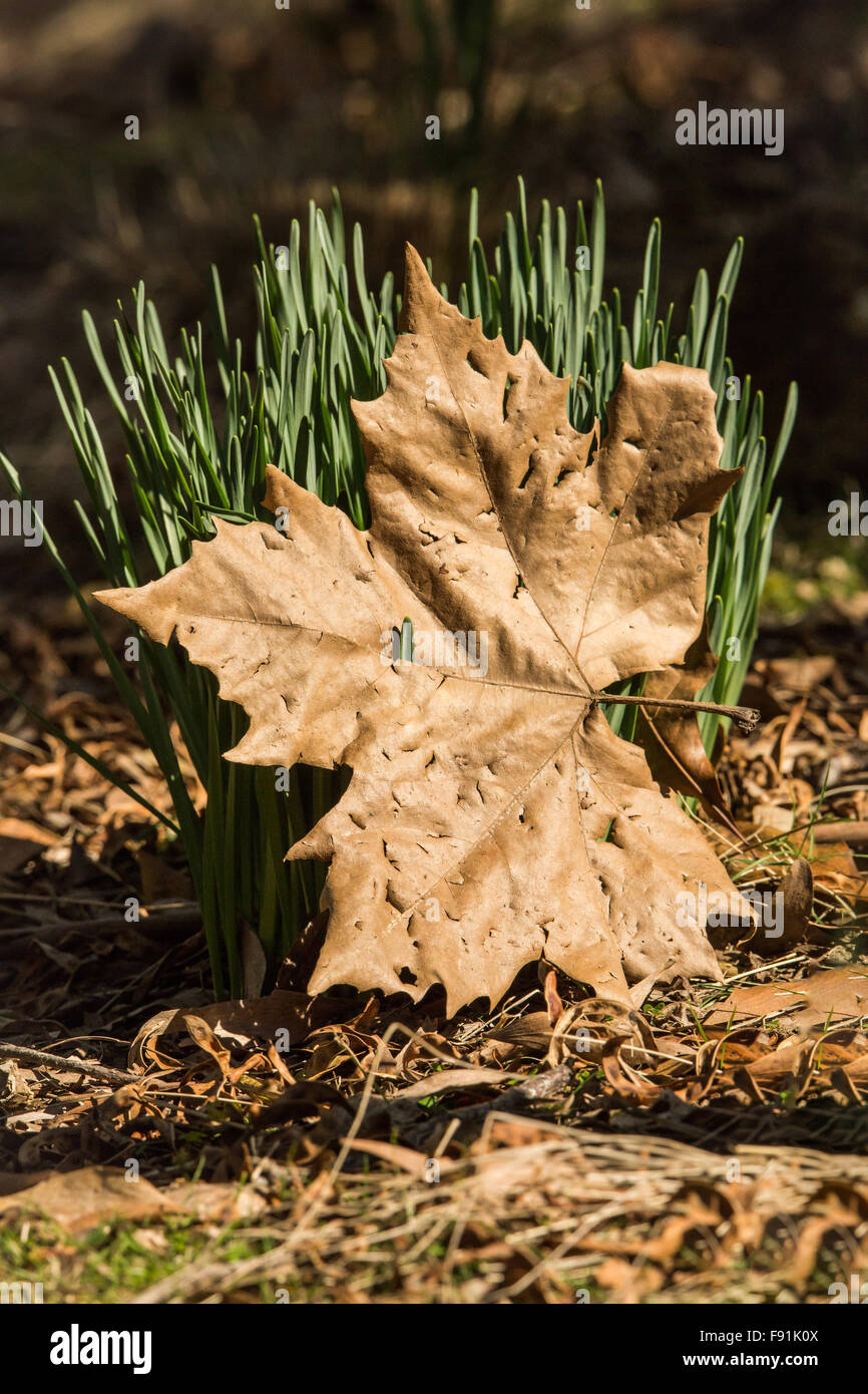Leaf with three points hi-res stock photography and images - Alamy