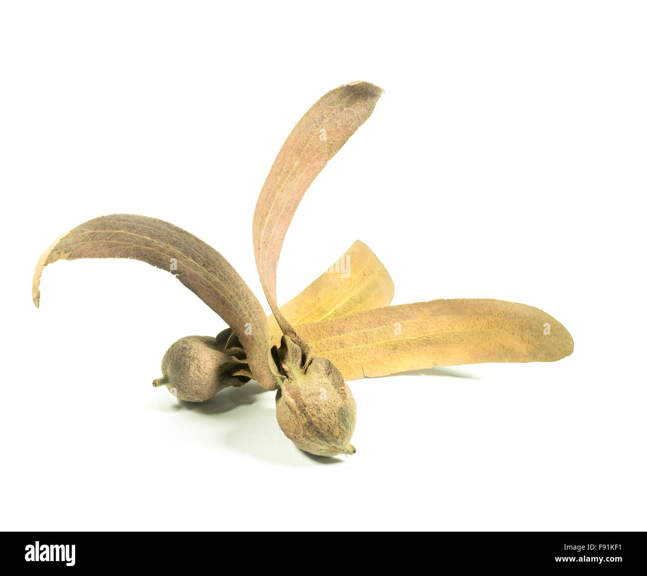 Two-winged fruit of Dipterocarpus isolated on white background, stock ...