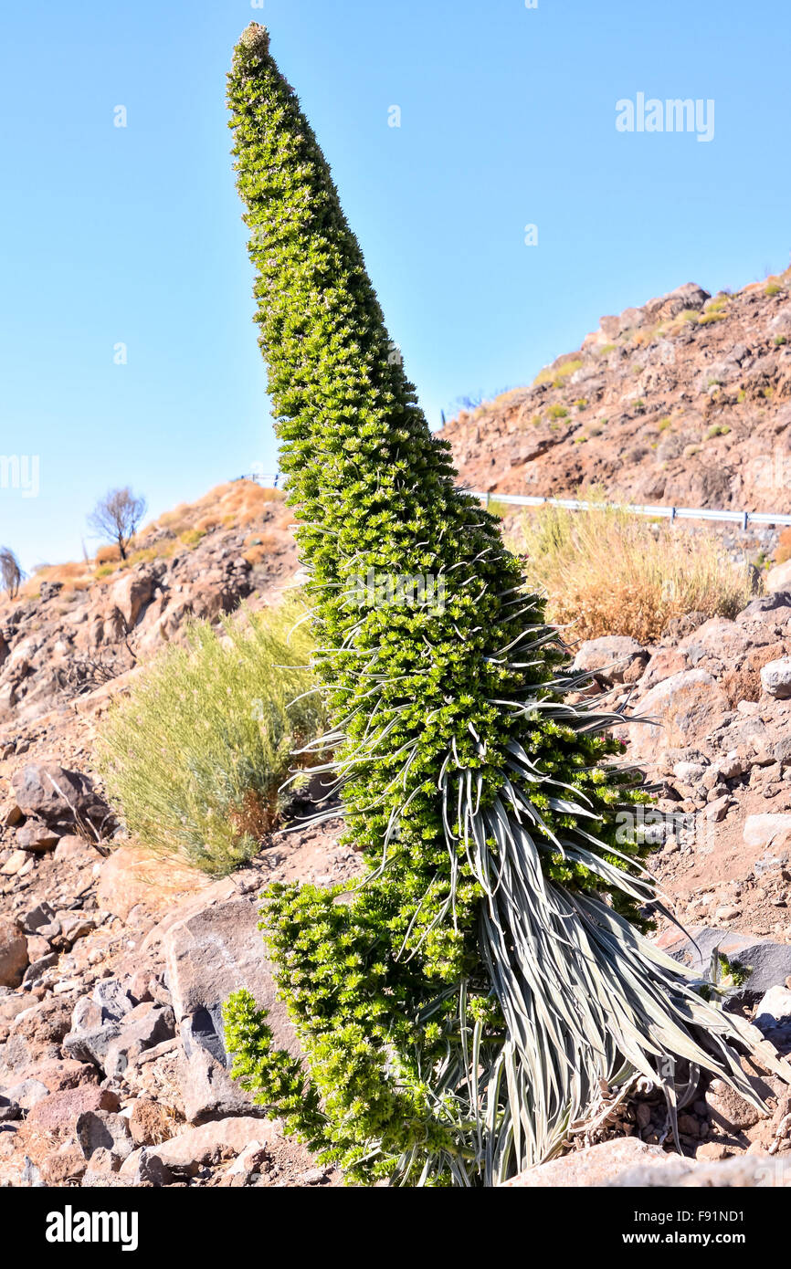 Tajinaste Flower of Tenerife Island Stock Photo - Alamy