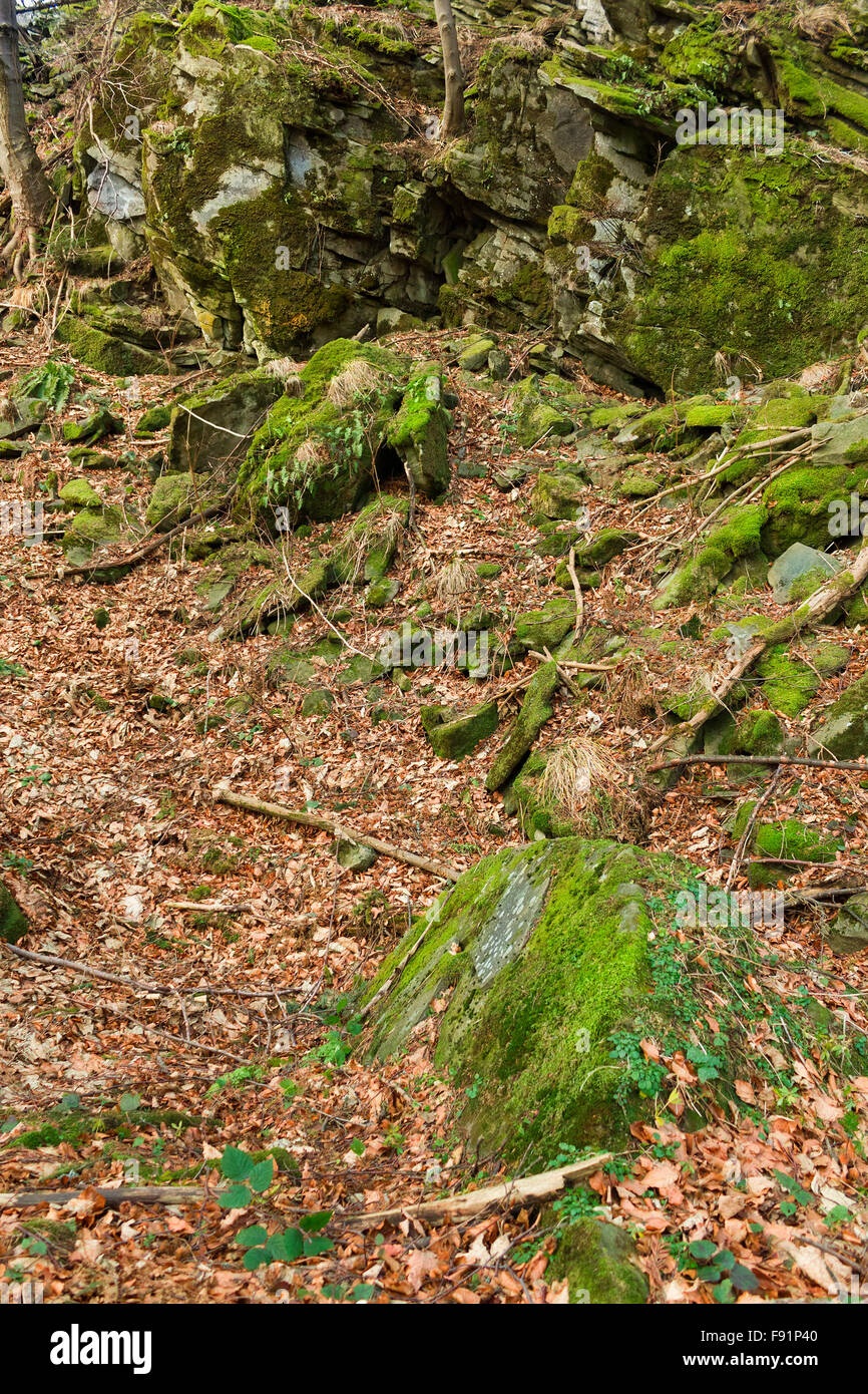 Moss on rocks Stock Photo - Alamy