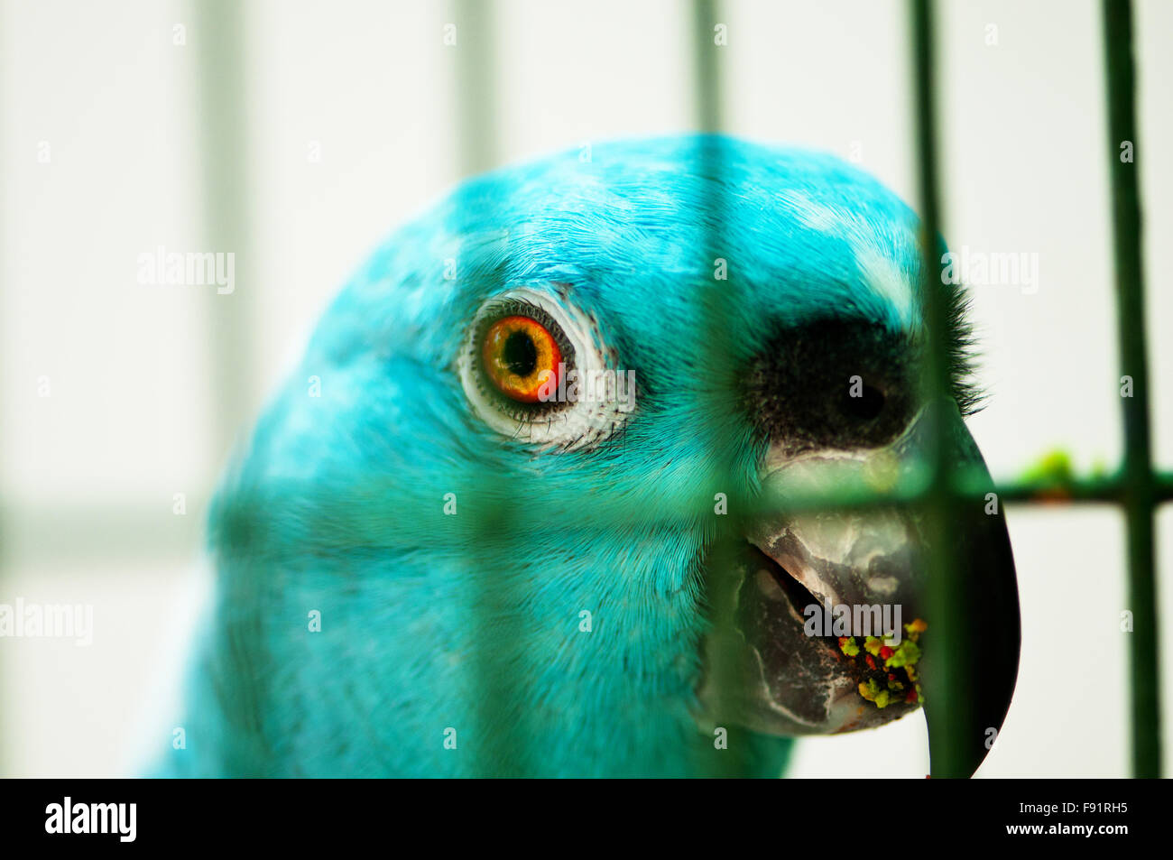 Colourful parrot bird sitting on the perch Stock Photo - Alamy