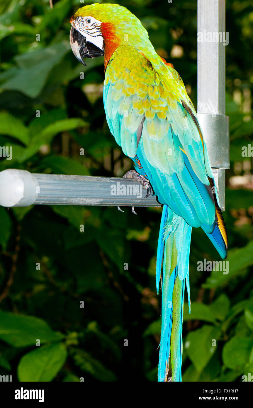 Colourful parrot bird sitting on the perch Stock Photo - Alamy