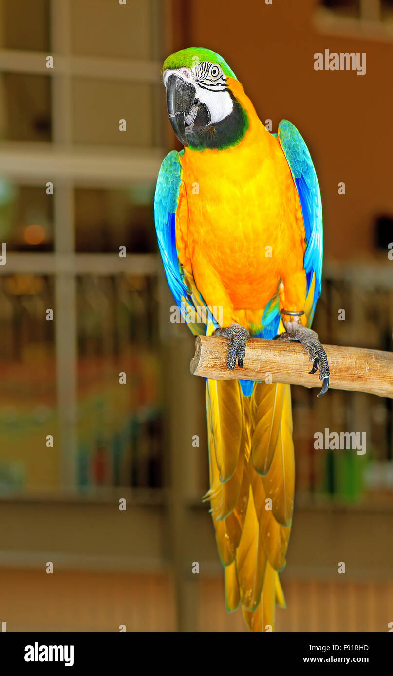 Colourful parrot bird sitting on the perch Stock Photo - Alamy