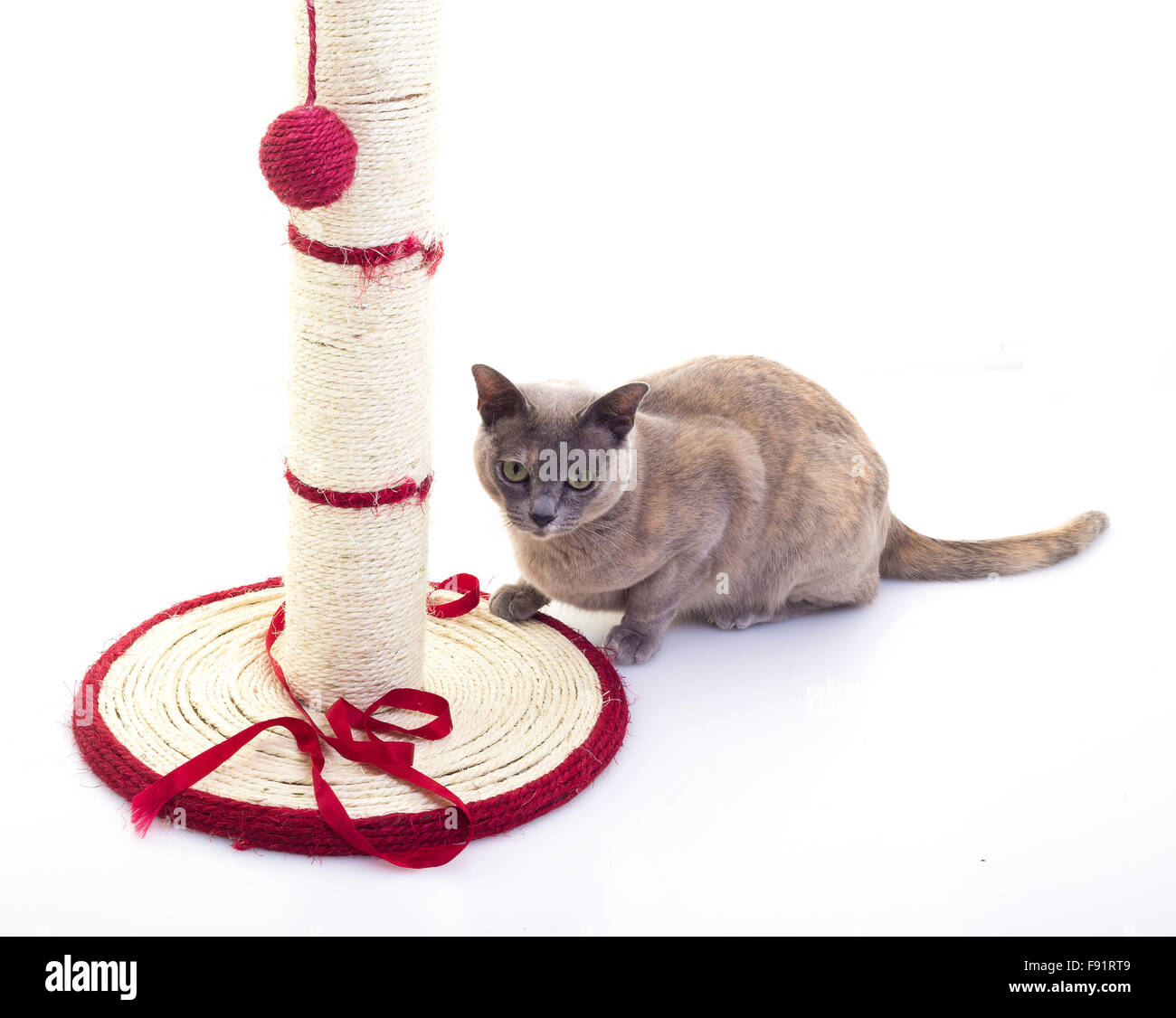 Red burmese cat hi-res stock photography and images - Alamy