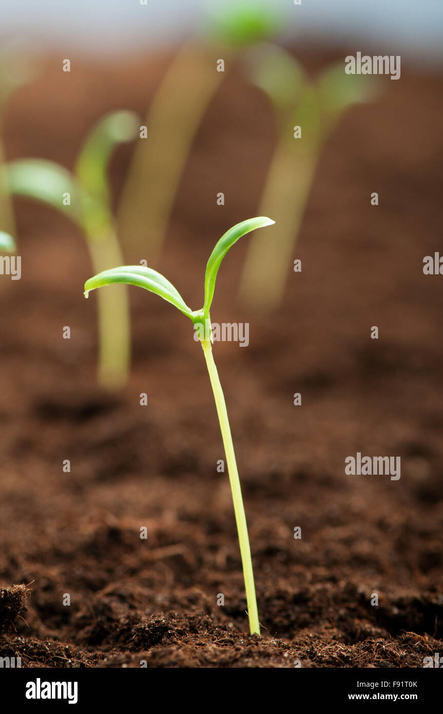 Green seedling illustrating concept of new life Stock Photo - Alamy