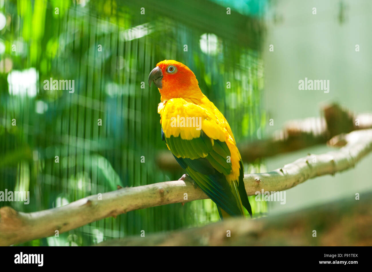 Colourful parrot bird sitting on the perch Stock Photo - Alamy