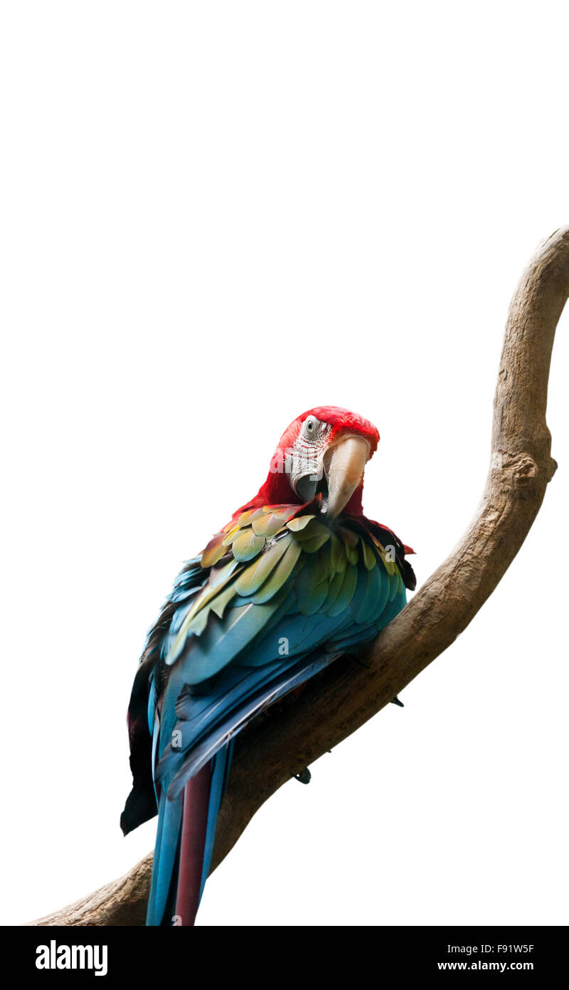Colourful parrot bird sitting on the perch Stock Photo - Alamy