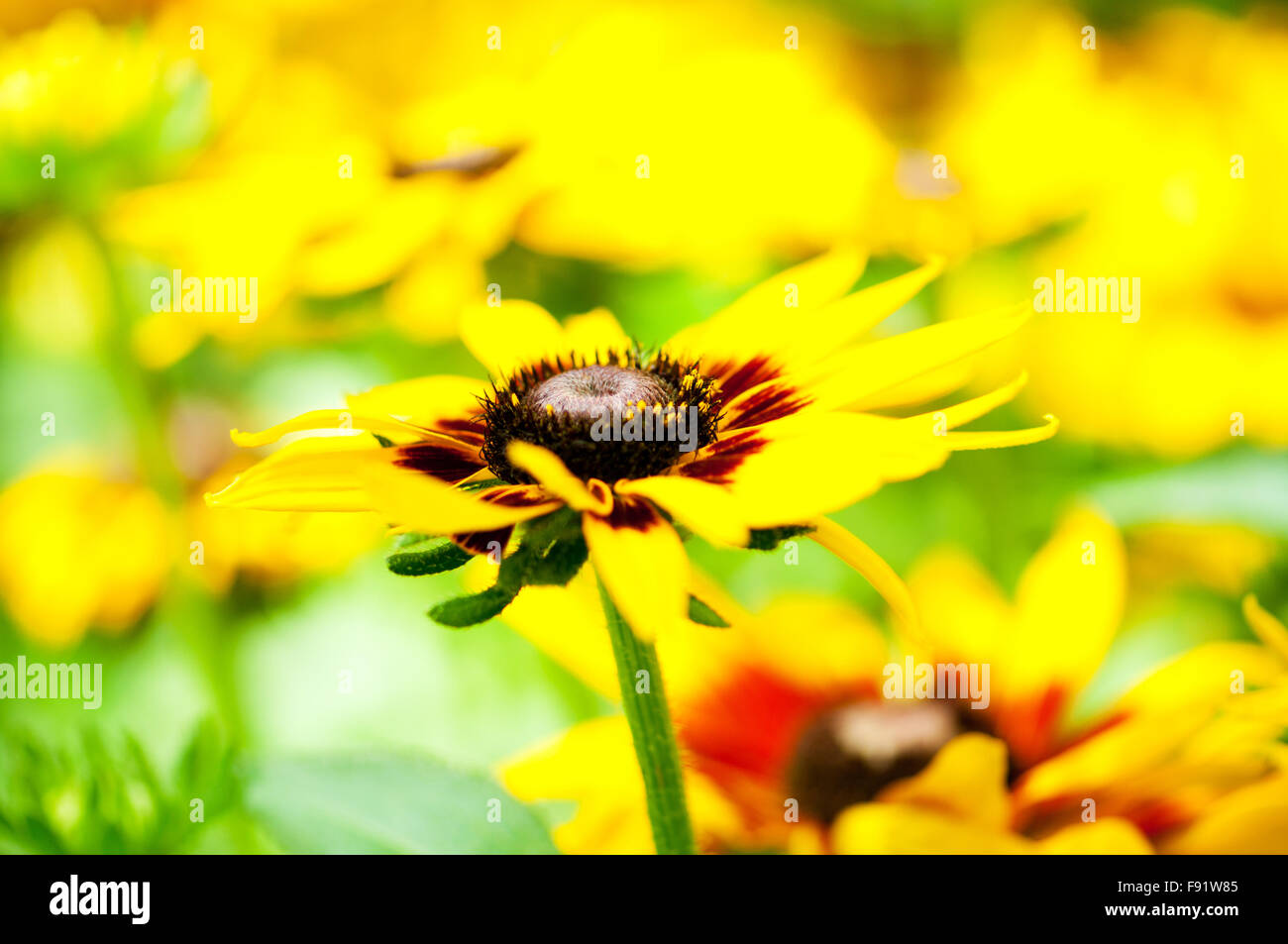 Yellow sunflowers on the bright summer day Stock Photo - Alamy