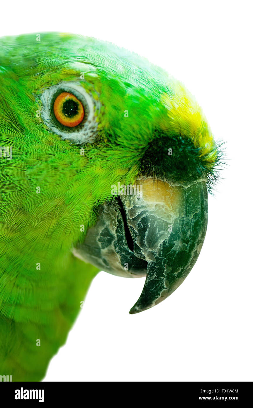 Colourful parrot bird sitting on the perch Stock Photo - Alamy