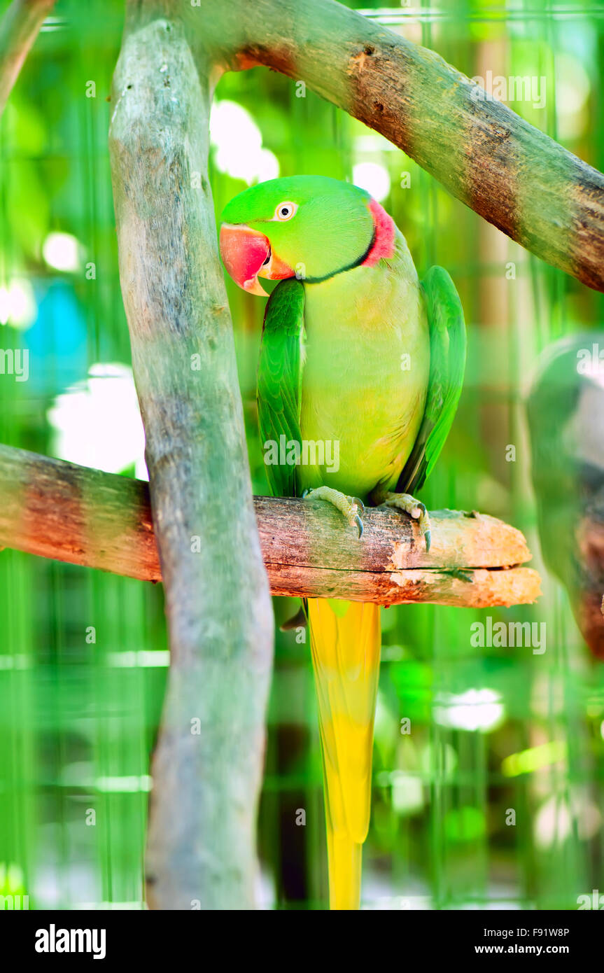 Colourful parrot bird sitting on the perch Stock Photo - Alamy