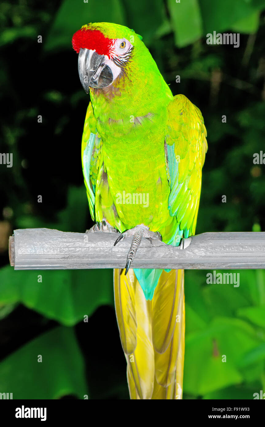 Colourful parrot bird sitting on the perch Stock Photo - Alamy